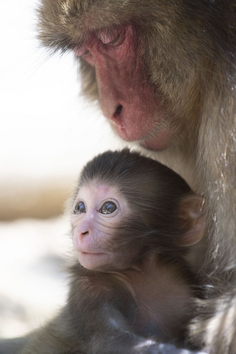 Baby and Mother | GANREF