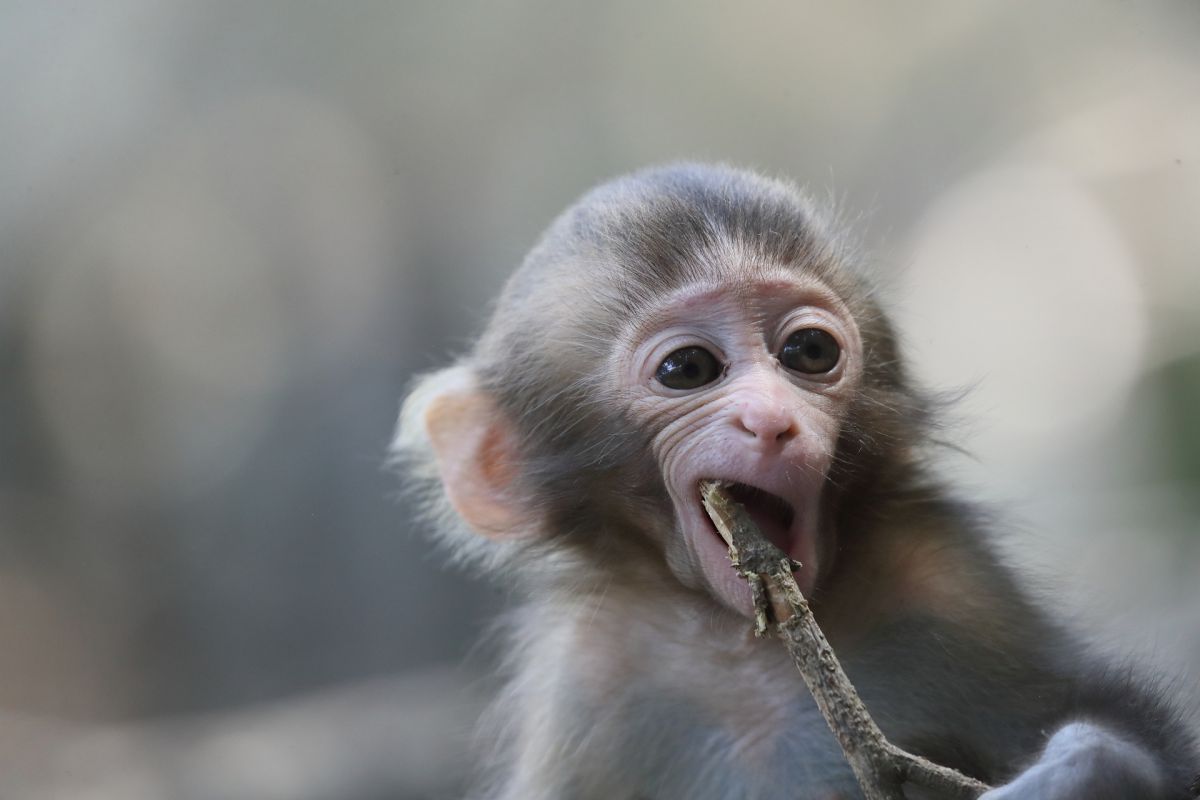 Mischievous Baby | GANREF