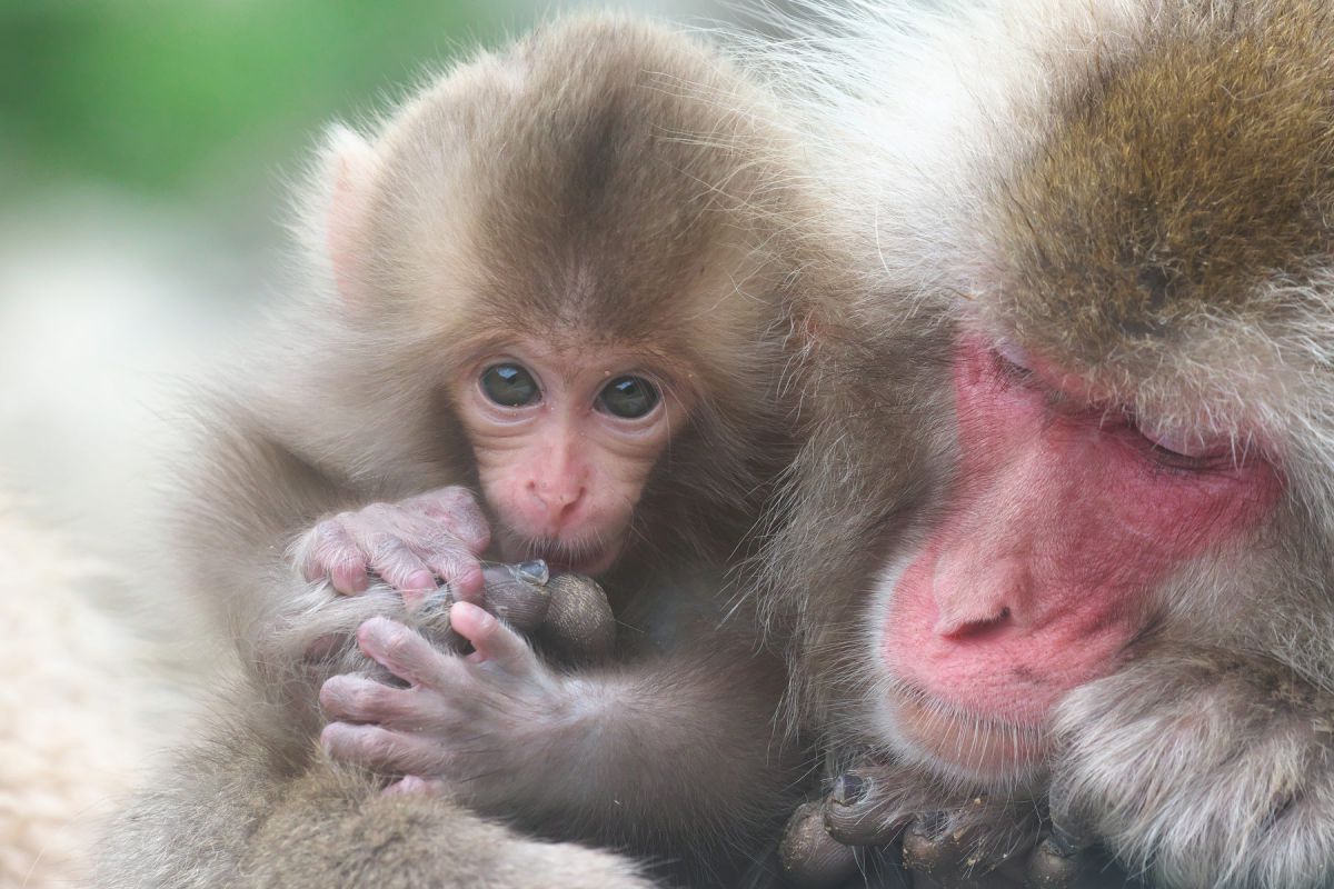 Baby and Mother | GANREF