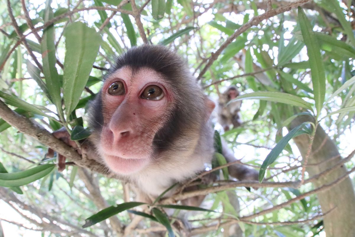 Fish Eye Baby | GANREF