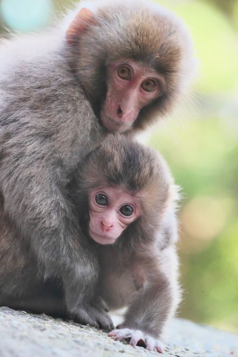 Baby-Sitter | GANREF