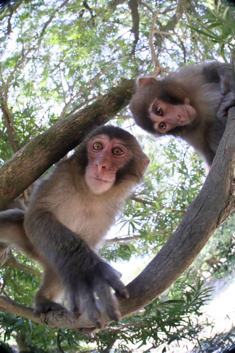 Fish Eyeで遊ぼう | GANREF