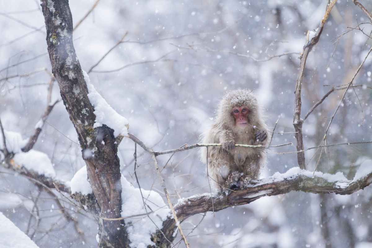 Snow Child Monkey | GANREF