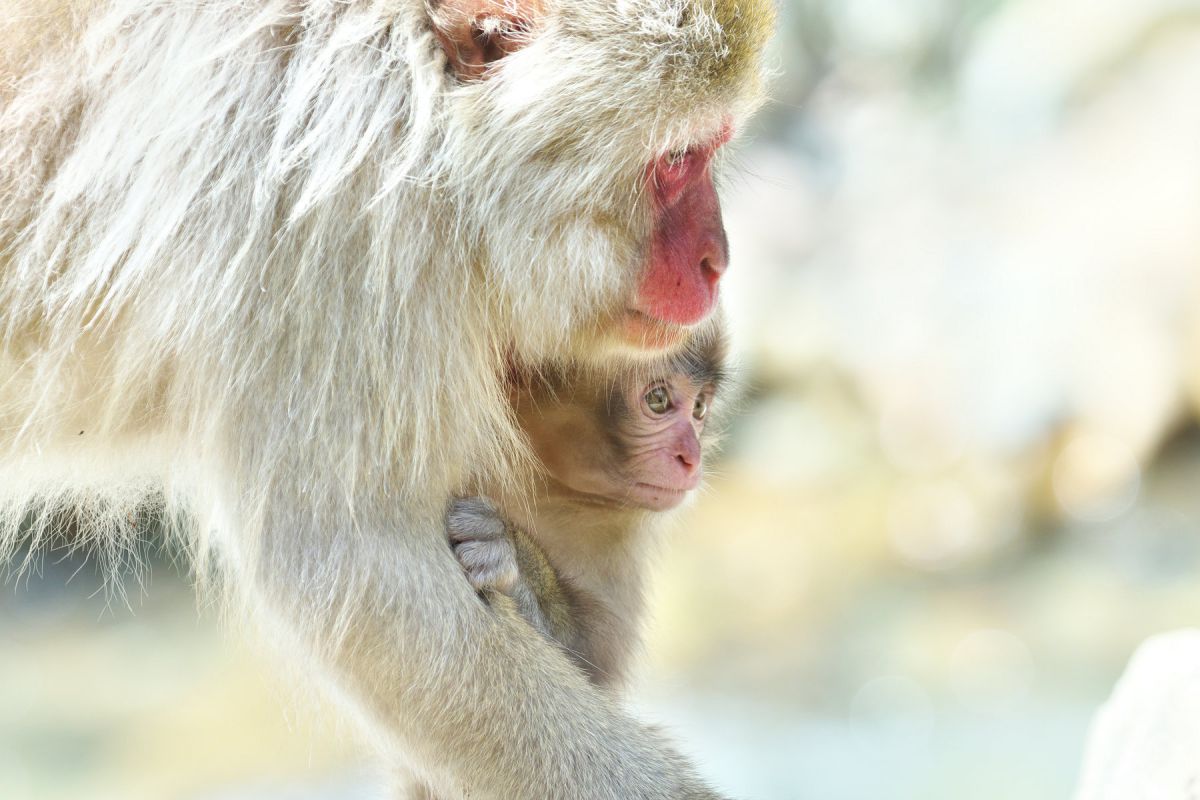Mother and Baby | GANREF