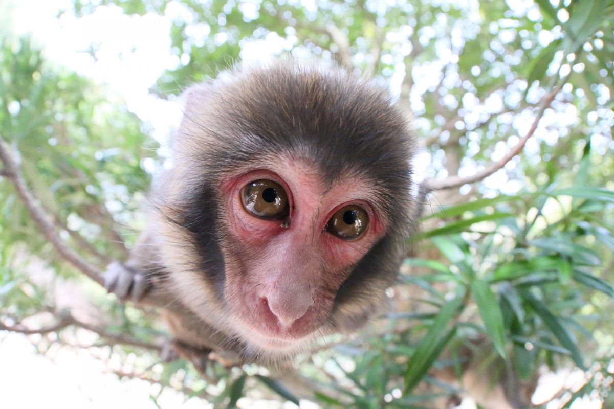 Fish Eye Baby | GANREF