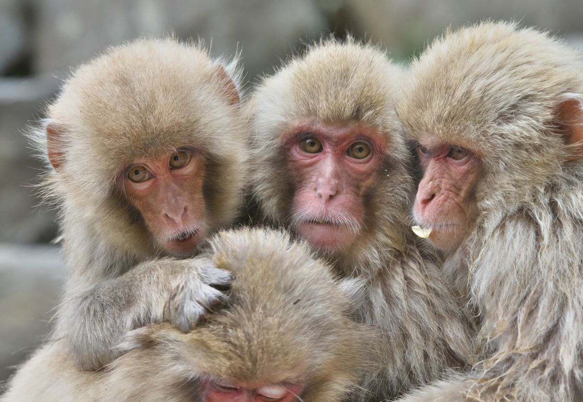 Little Rascals | GANREF