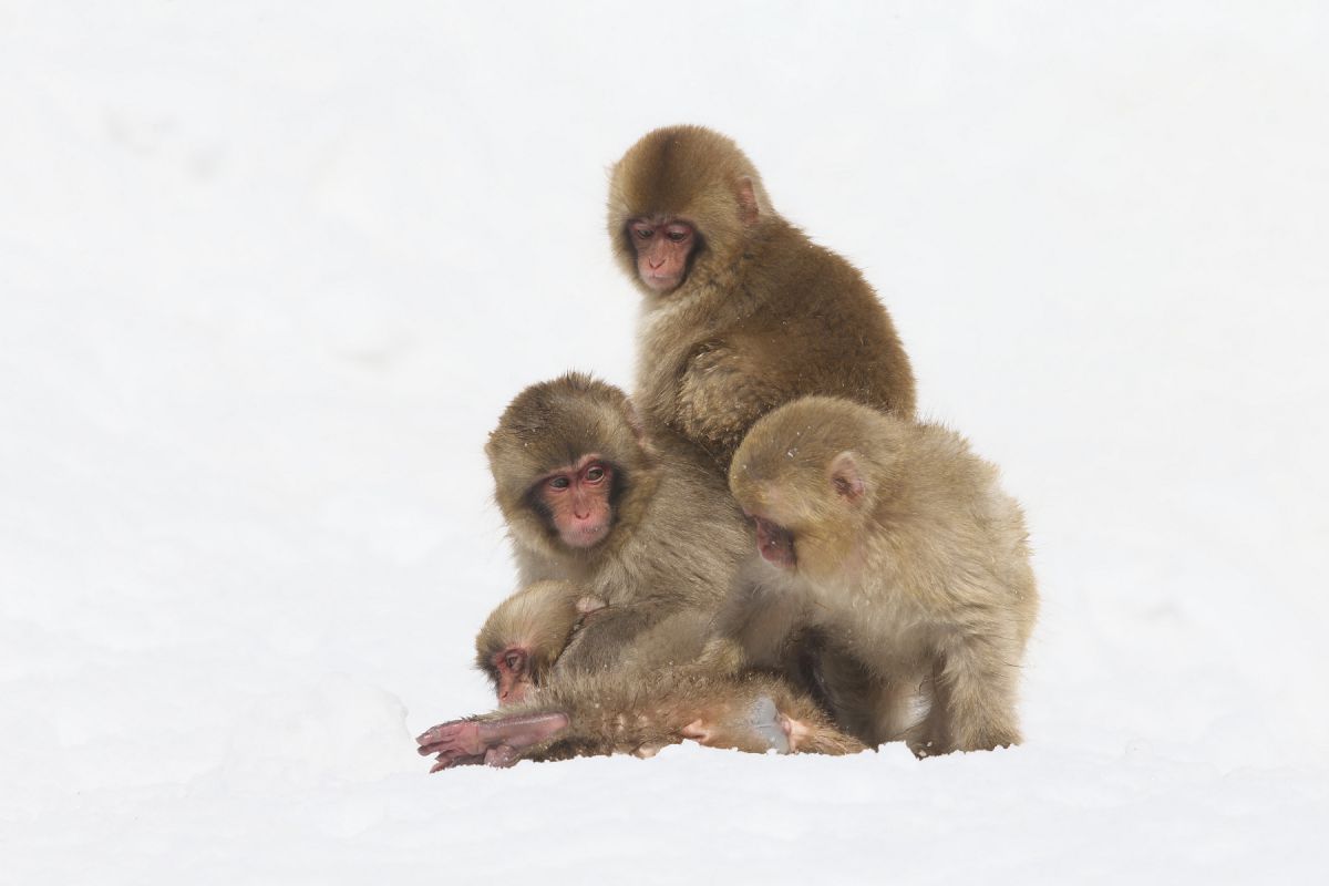 Snow Monkeys | GANREF