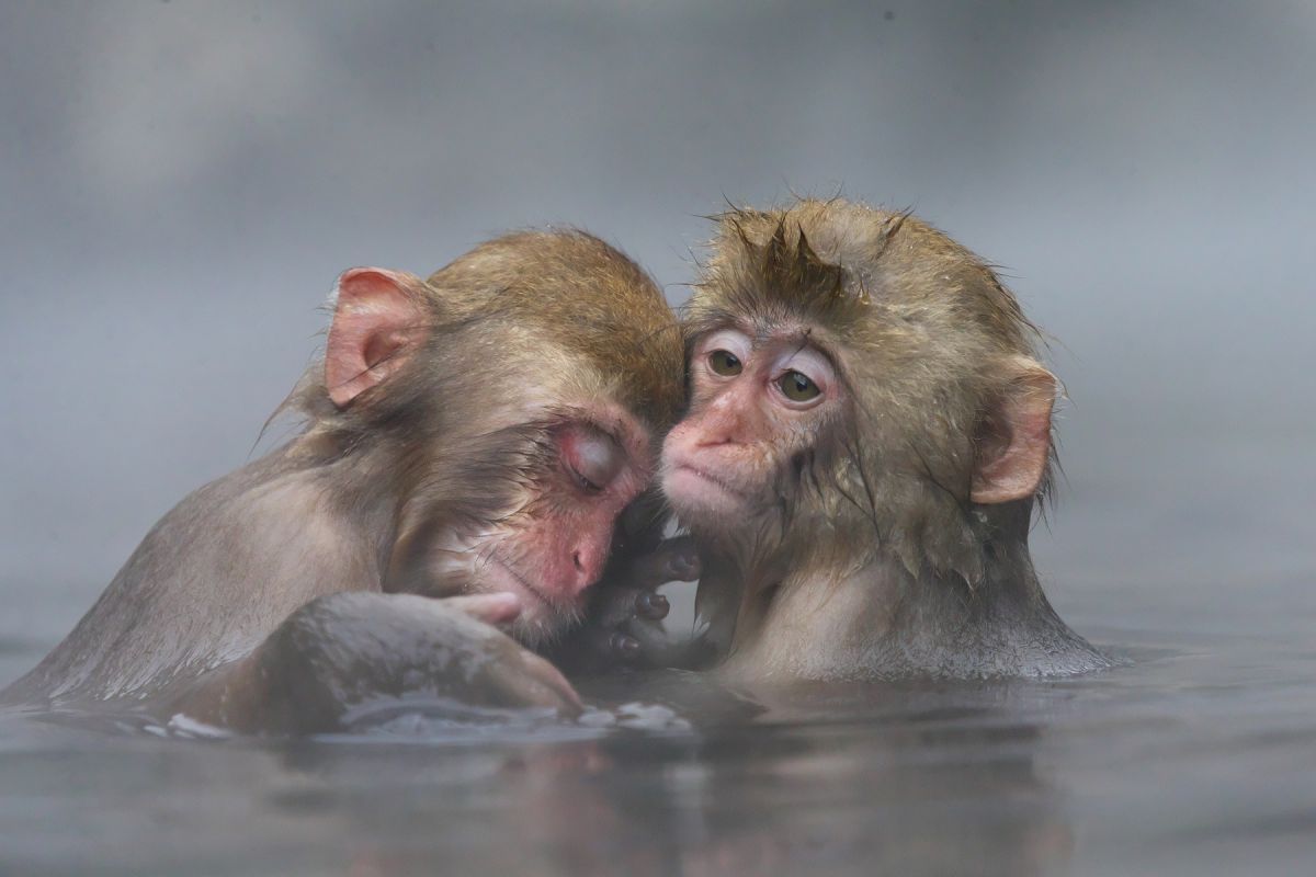 In the hot spring | GANREF