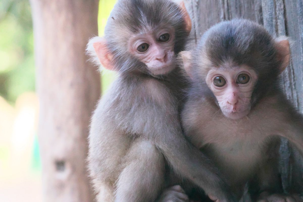 Double Babies | GANREF