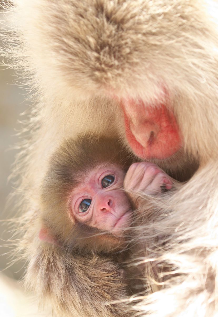 Newborn Baby 2015 | GANREF