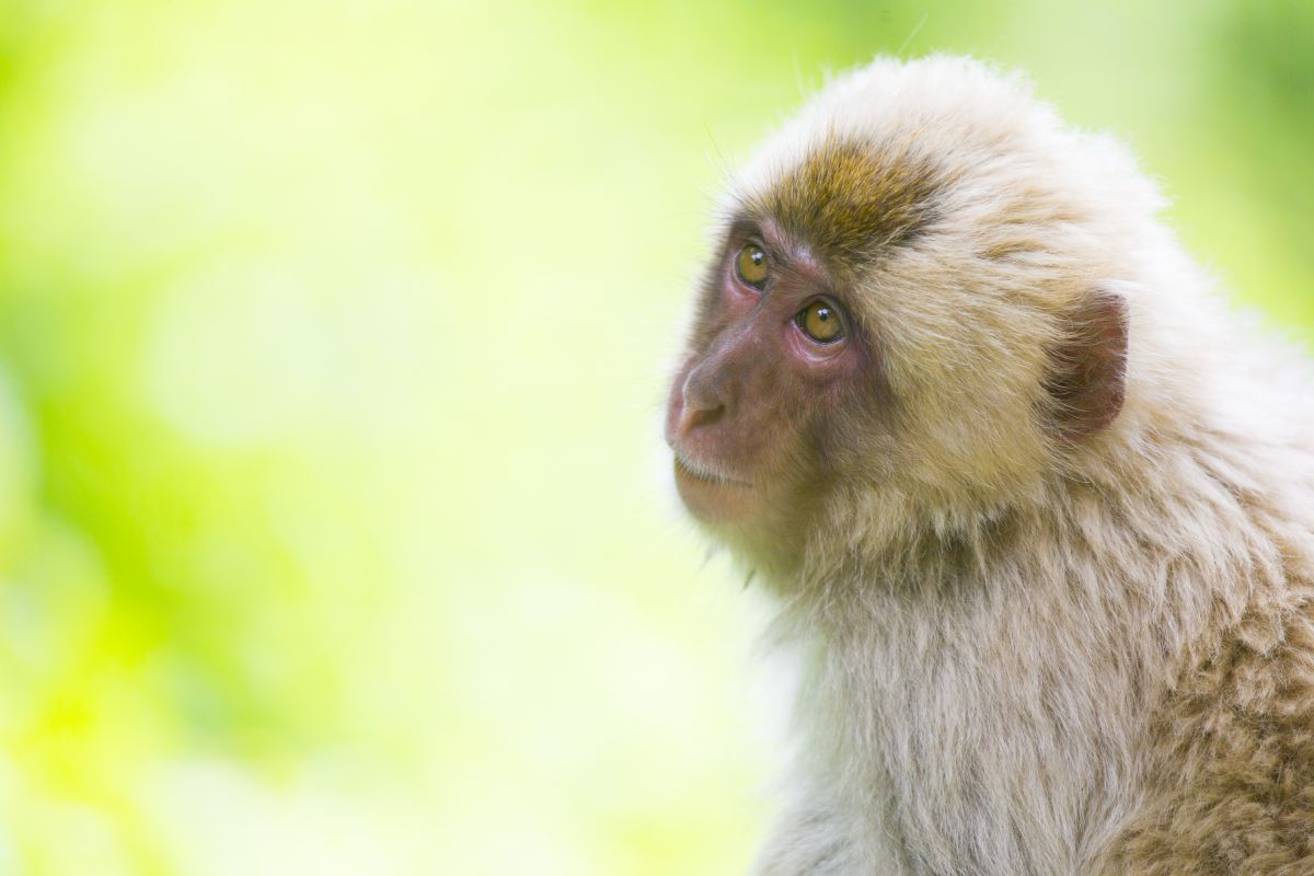 Child Monkey | GANREF