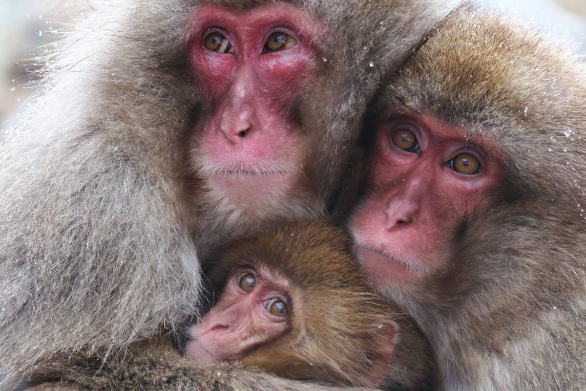 Snow Monkey Family | GANREF