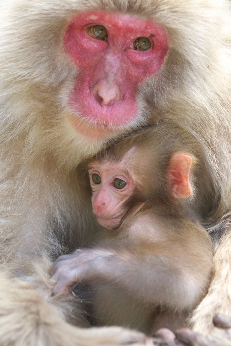 Mother and Baby | GANREF