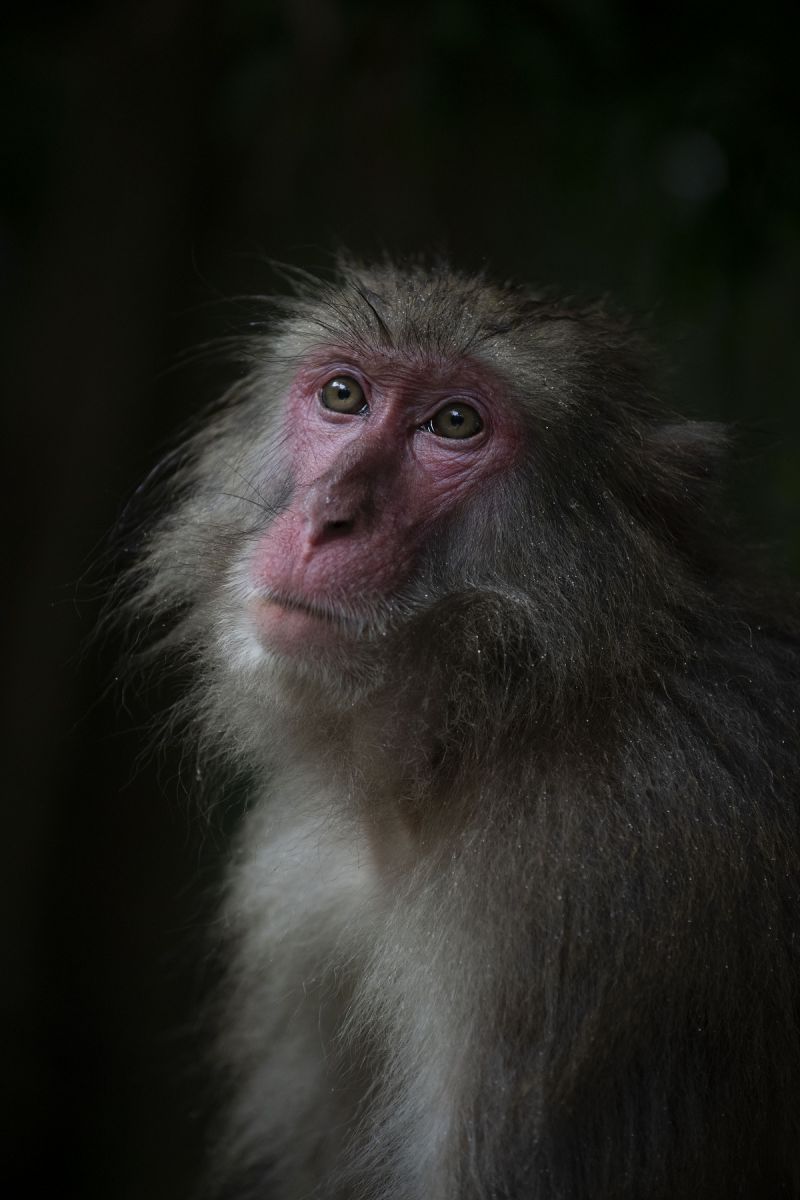 Monkey Portrait | GANREF