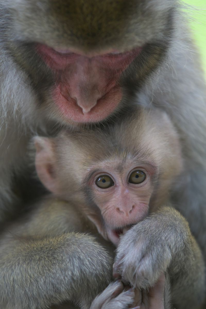 Baby and Mother | GANREF