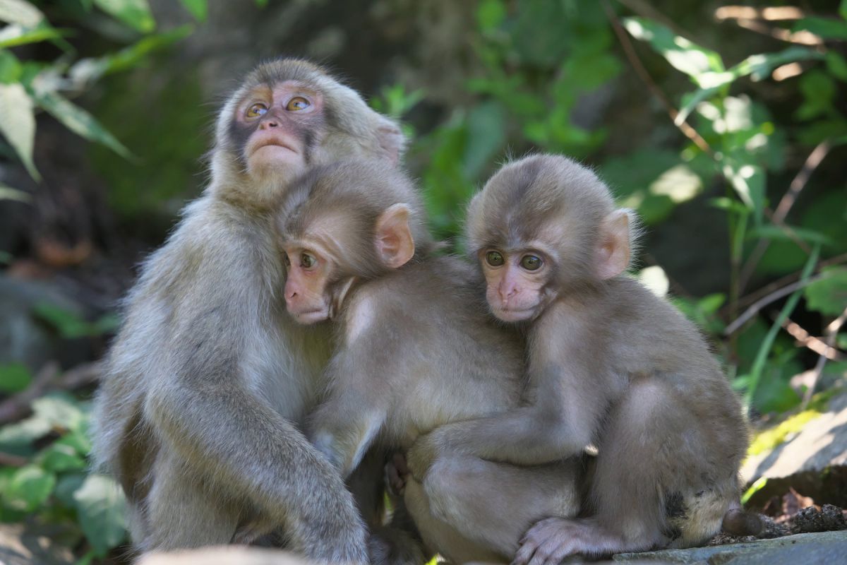 Baby-sitter | GANREF