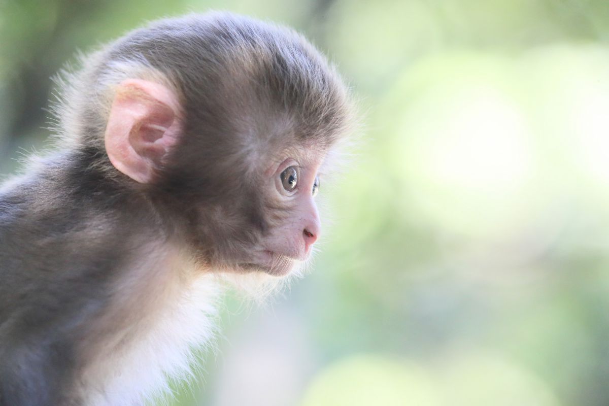 Side Face Baby | GANREF