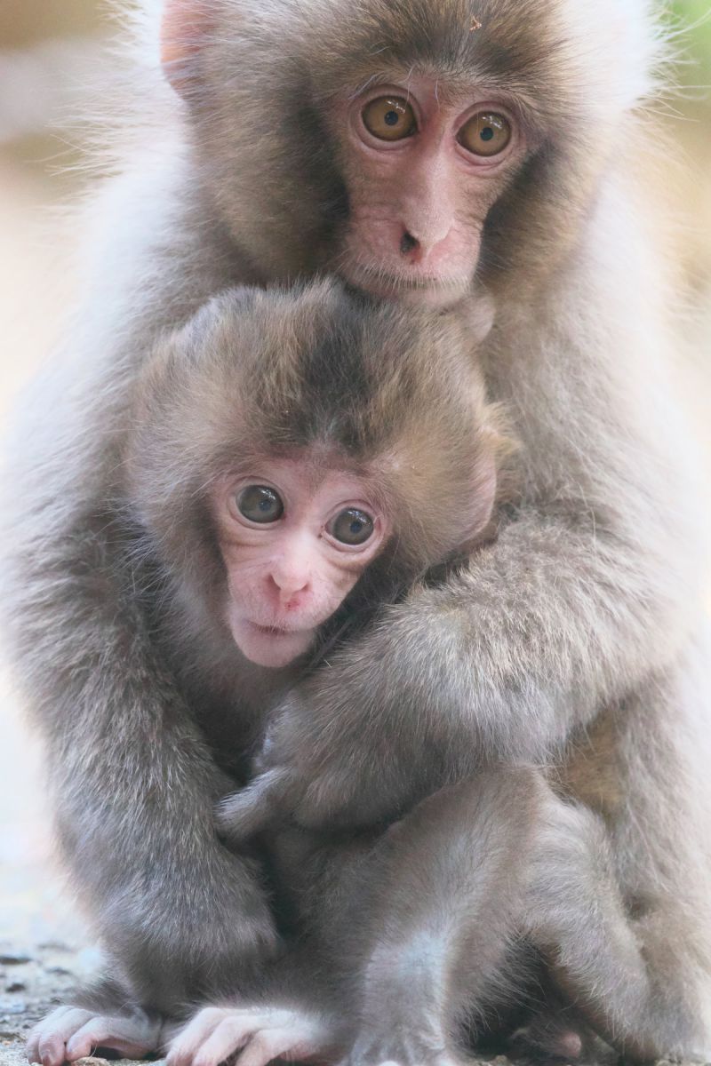 Baby-Sitter | GANREF