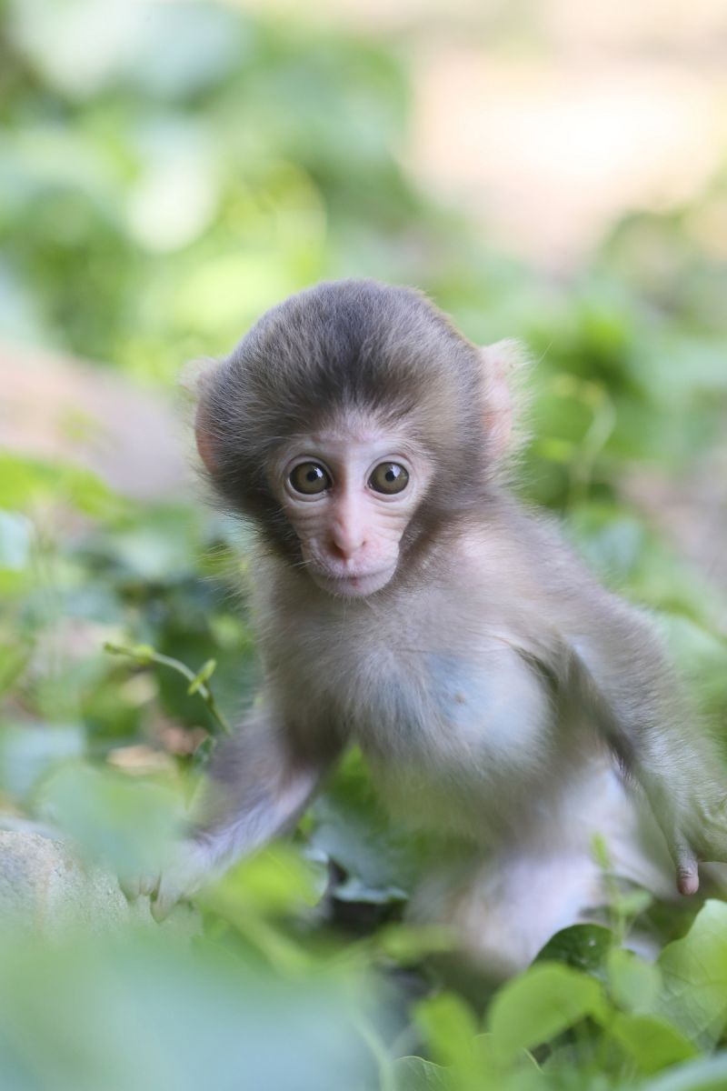 Happy New Life 2017 | GANREF