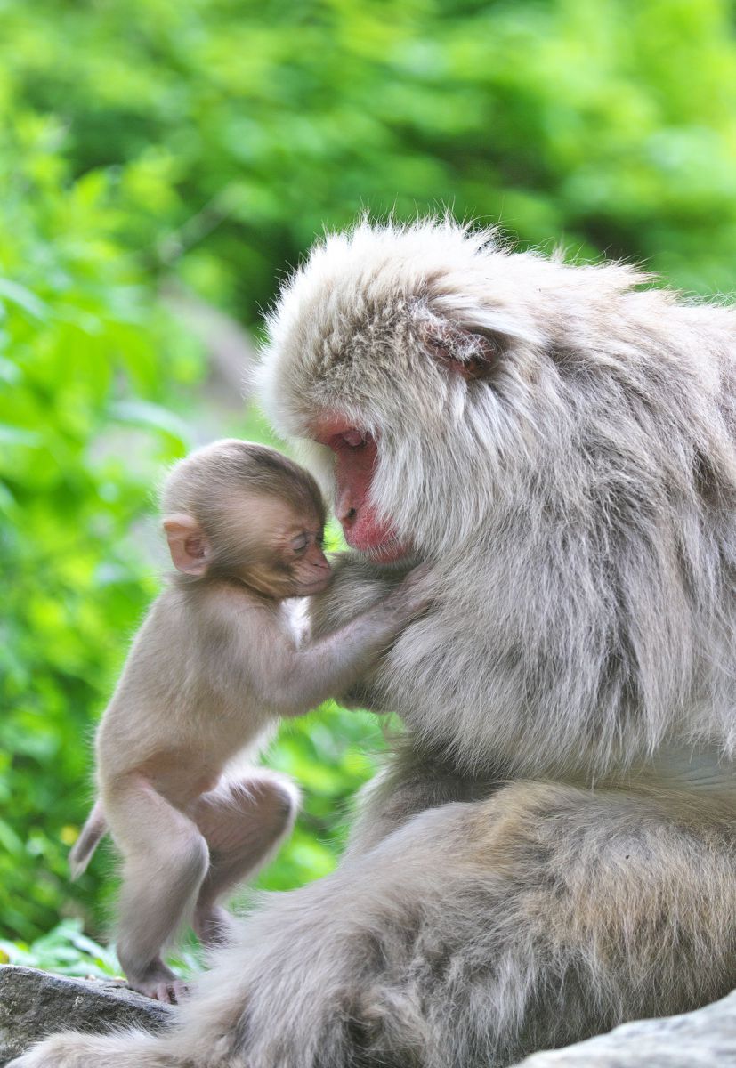 Mother and Baby | GANREF