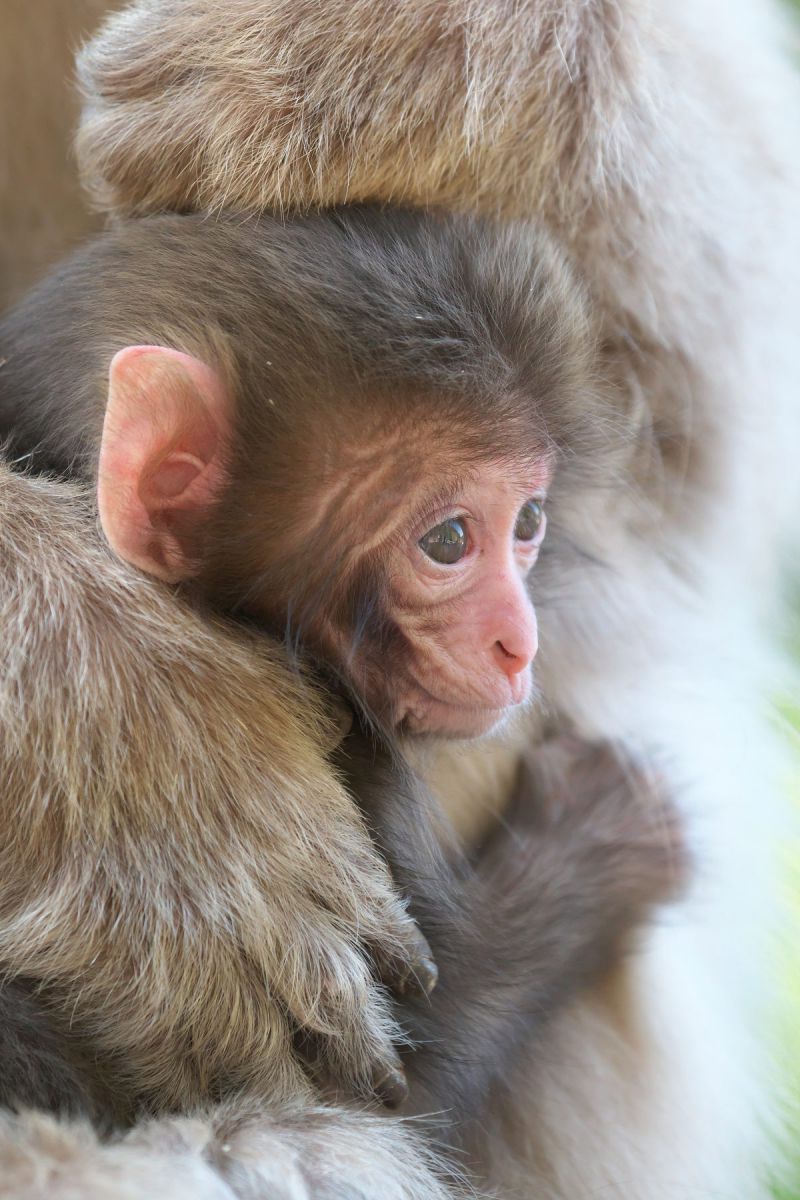 Newborn Baby 2015 | GANREF