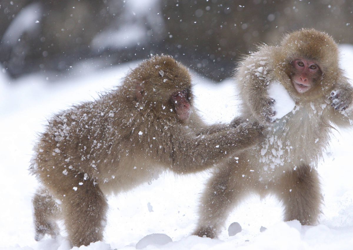 Snow Ball Fight | GANREF