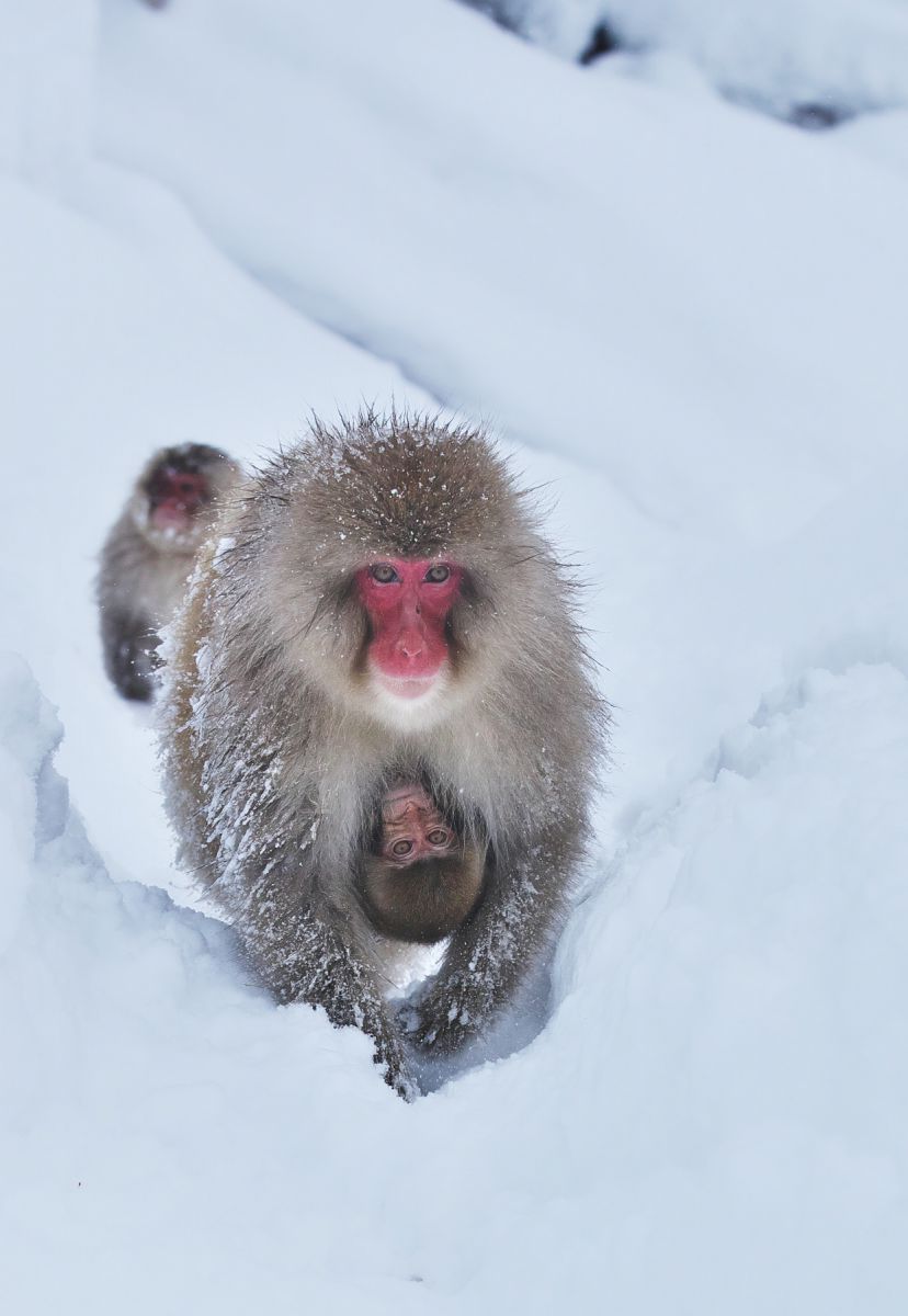 Snow Monkey Family | GANREF