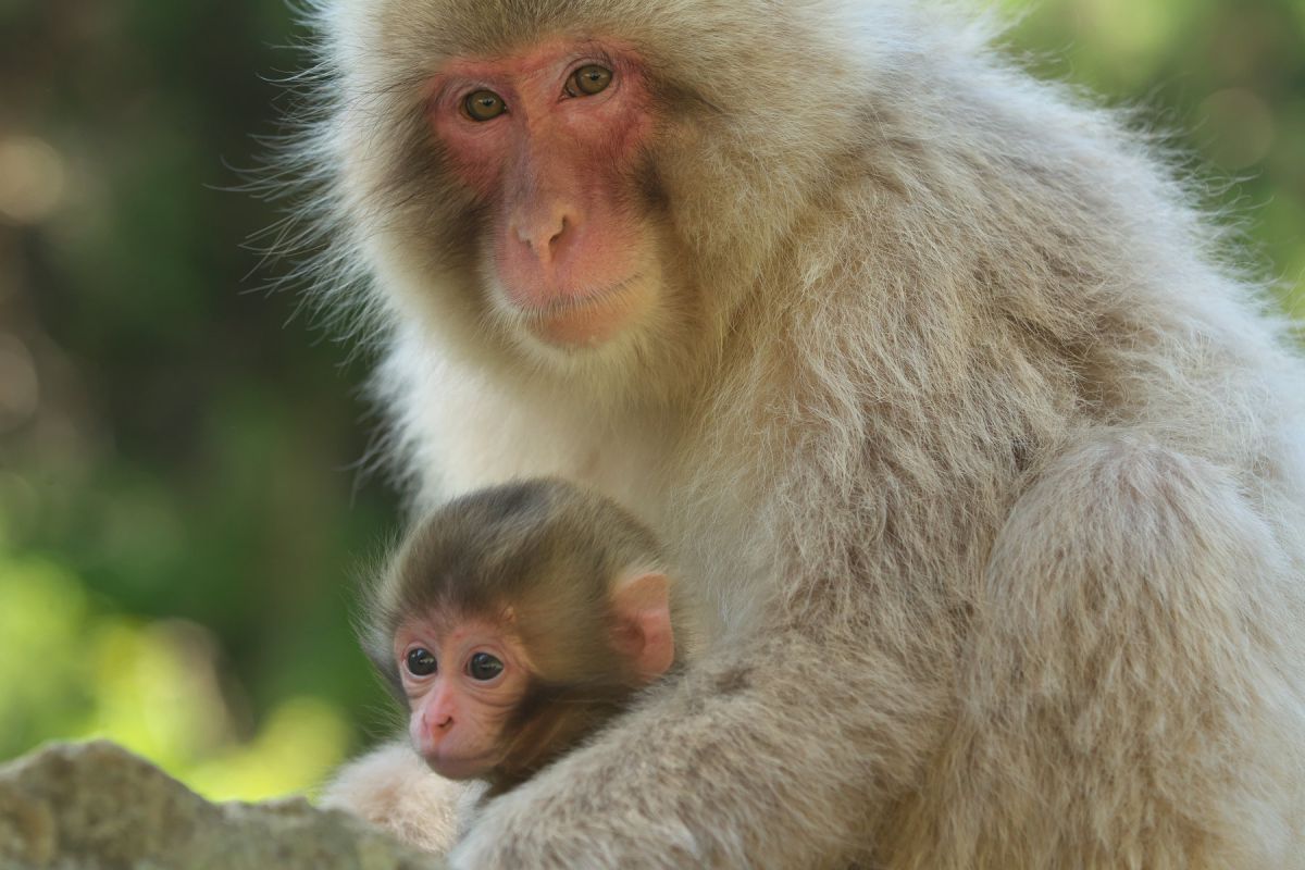 Mother and baby | GANREF