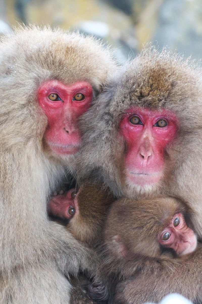 Snow Monkey Family | GANREF