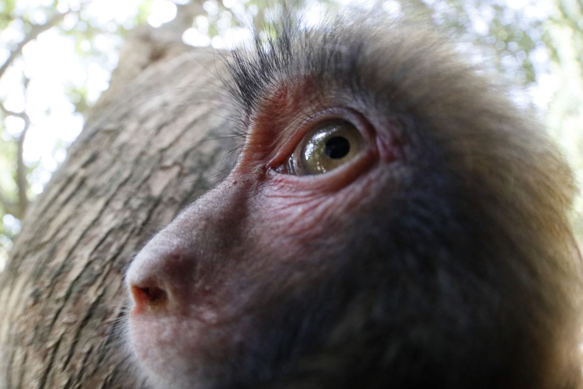 The unknown - It 's the Fish Eye World | GANREF