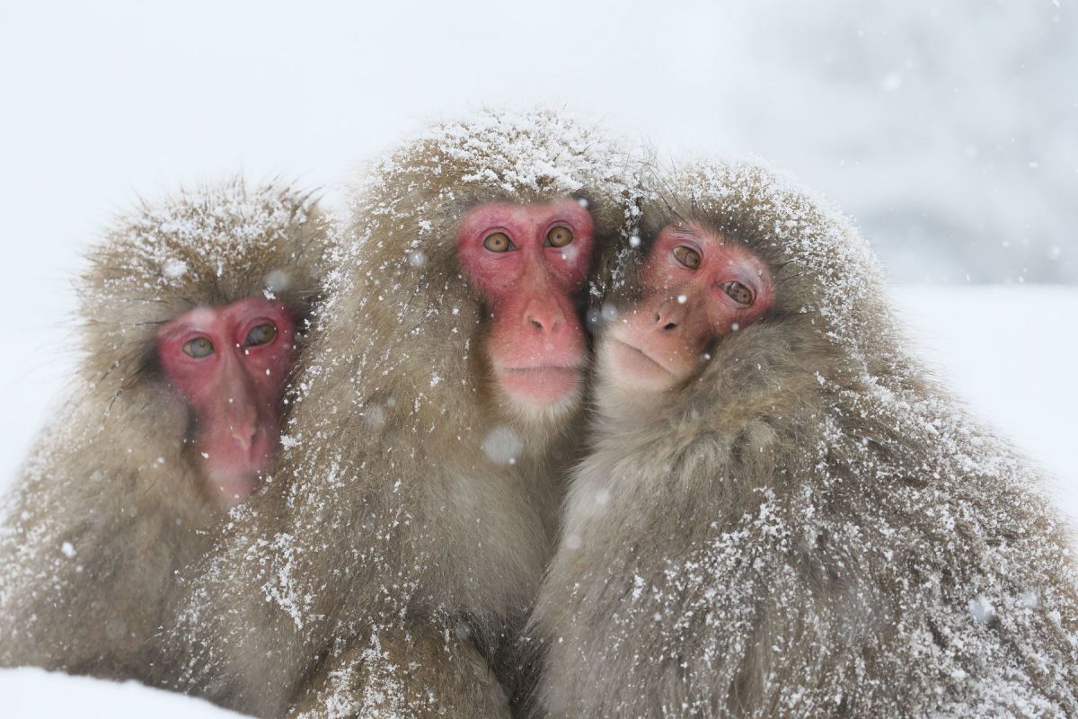Snow Monkeys | GANREF