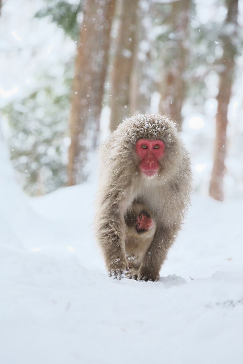 Snow Monkey Family | GANREF