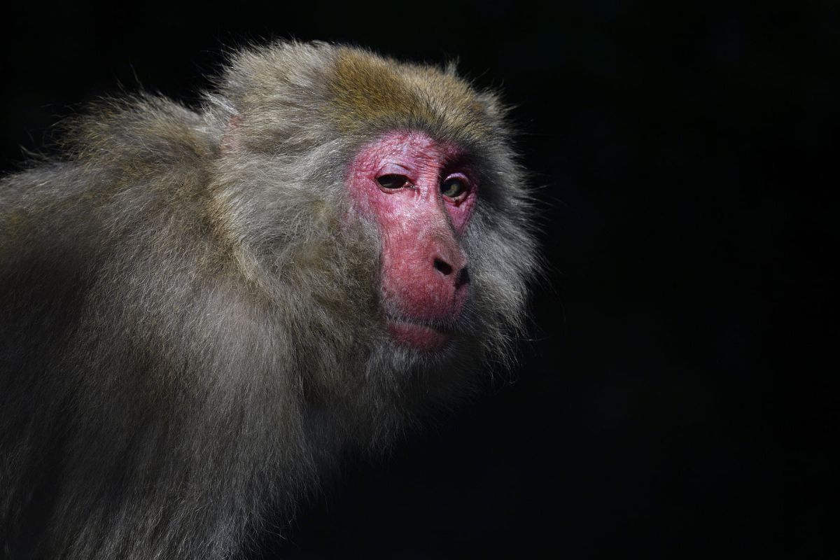 Monkey Portrait | GANREF