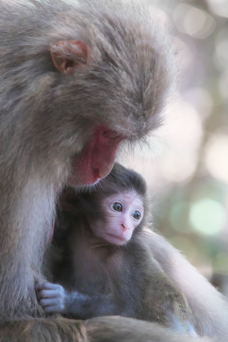 Baby and Mother | GANREF