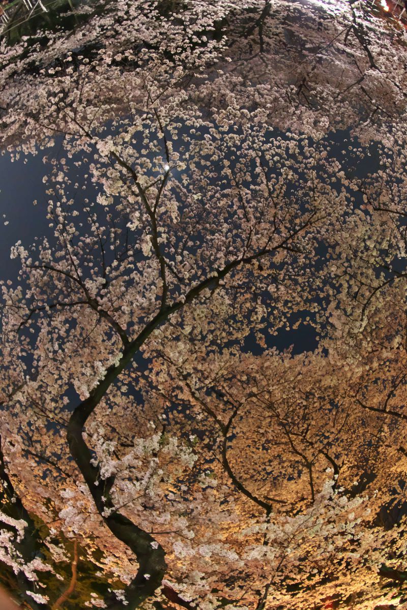 Cherry blossoms at night | GANREF