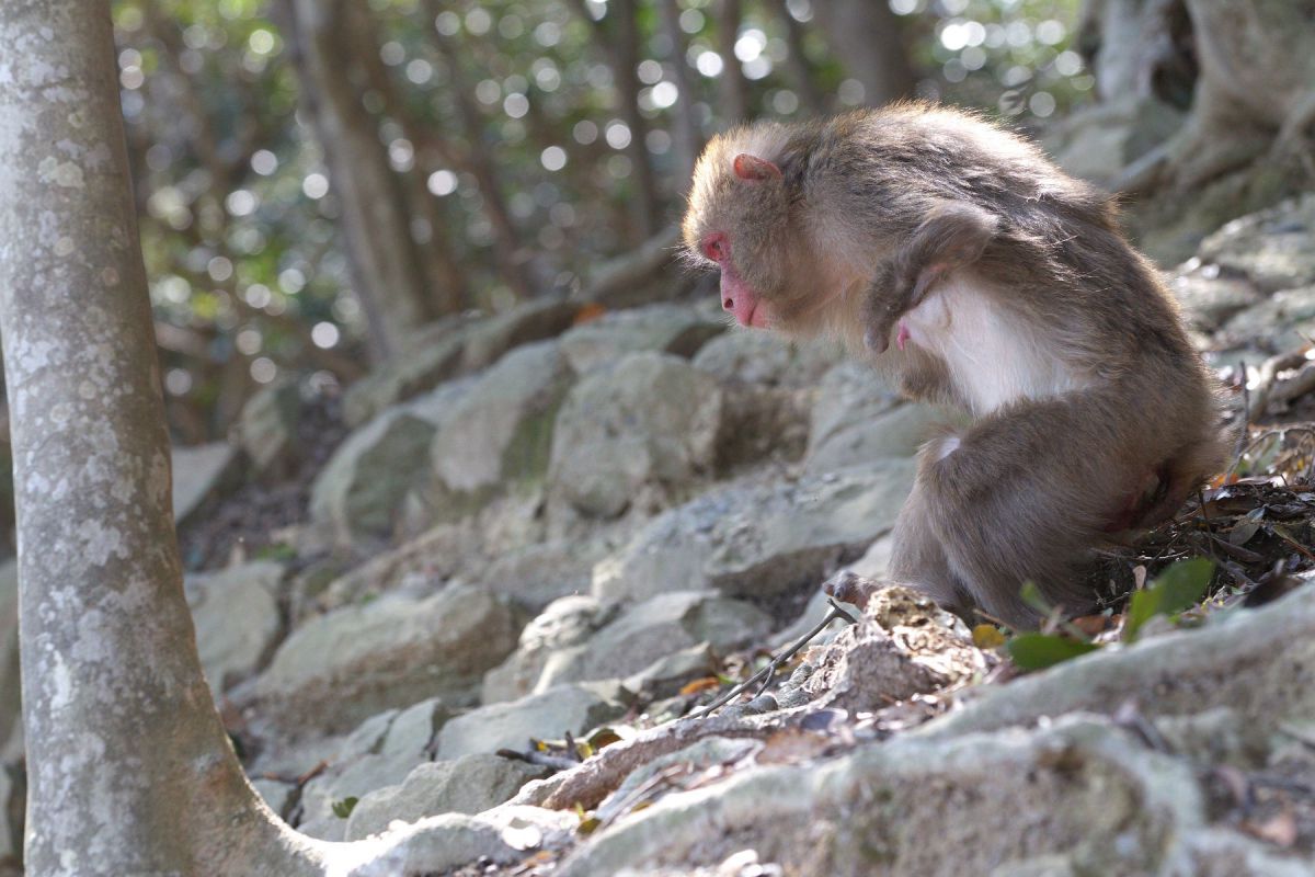 Deformed Monkey | GANREF