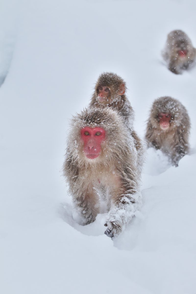 Snow Monkey | GANREF