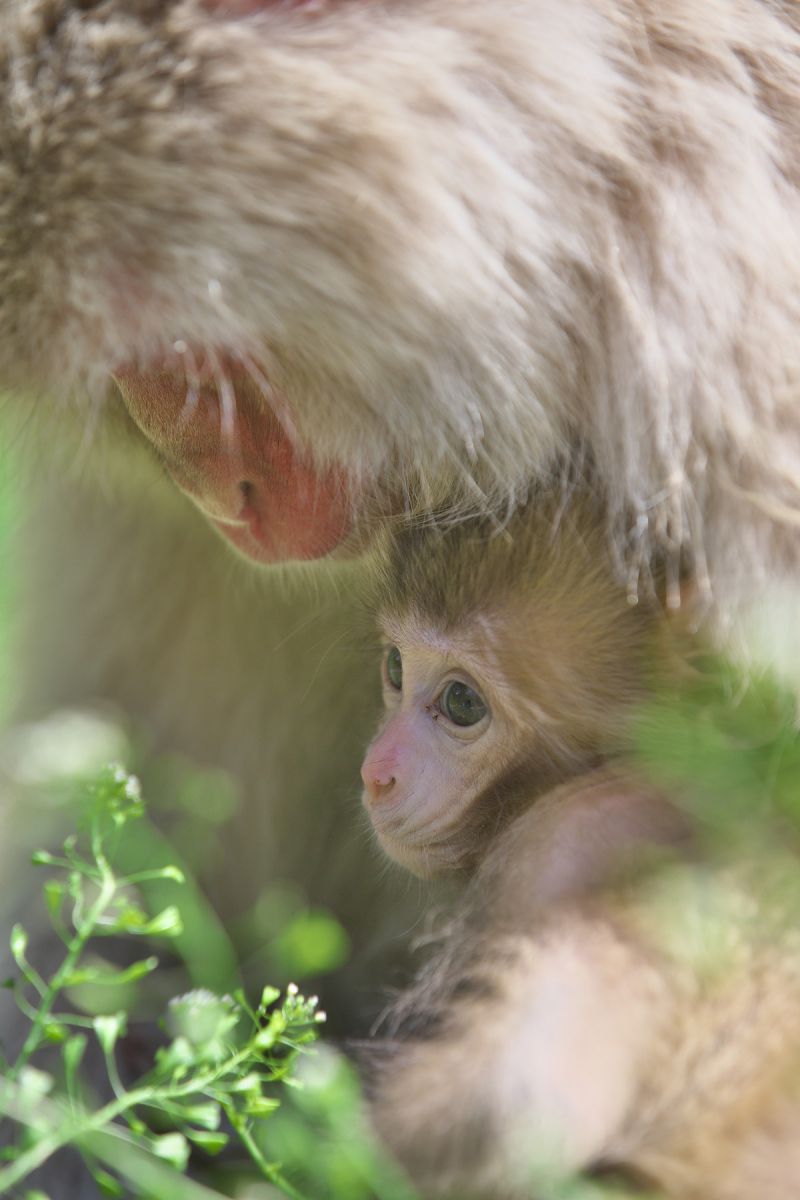 Mother and Newborn Baby 2015 | GANREF