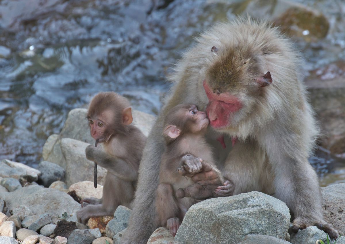 Twins and Mother | GANREF