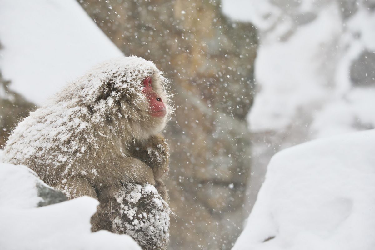 Snow Monkey | GANREF