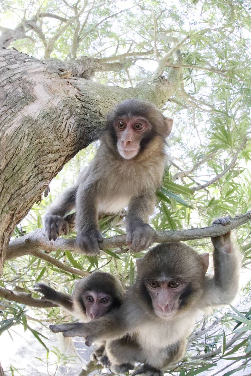 The unknown - It 's the Fish Eye World | GANREF