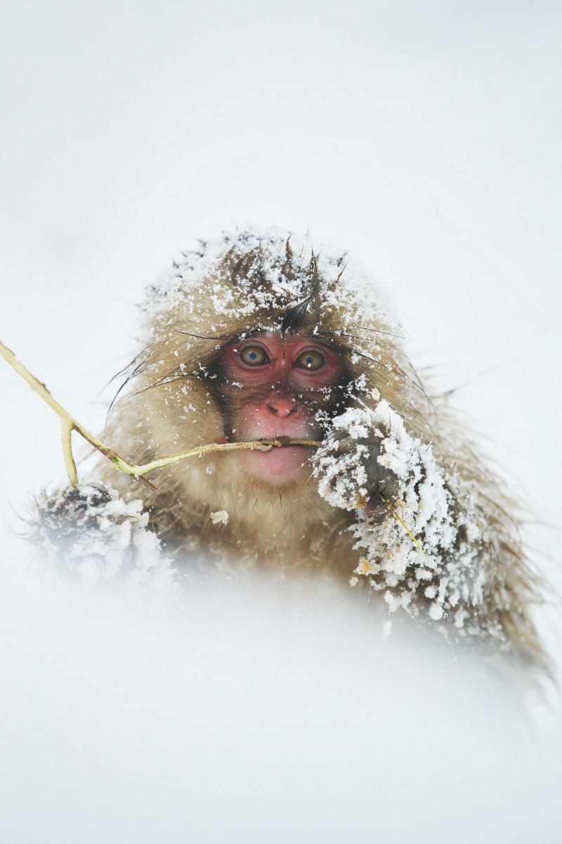Snow Monkey Baby | GANREF