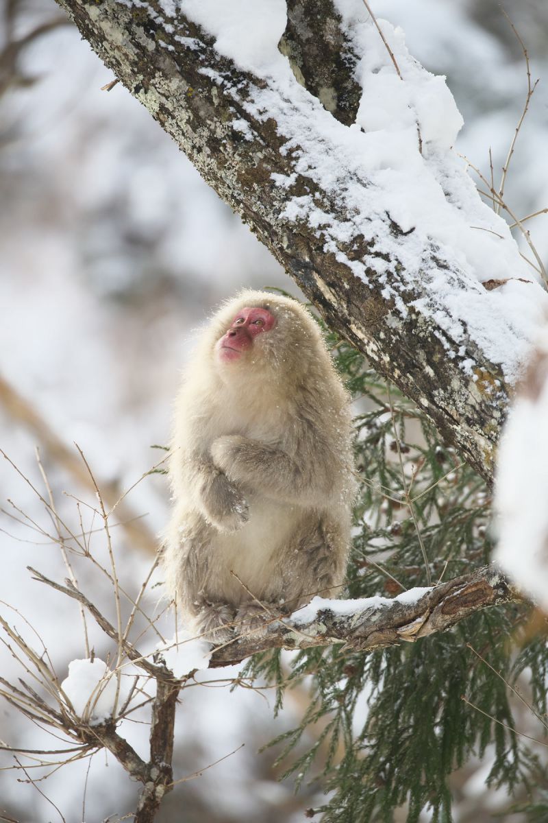Snow Monkey | GANREF