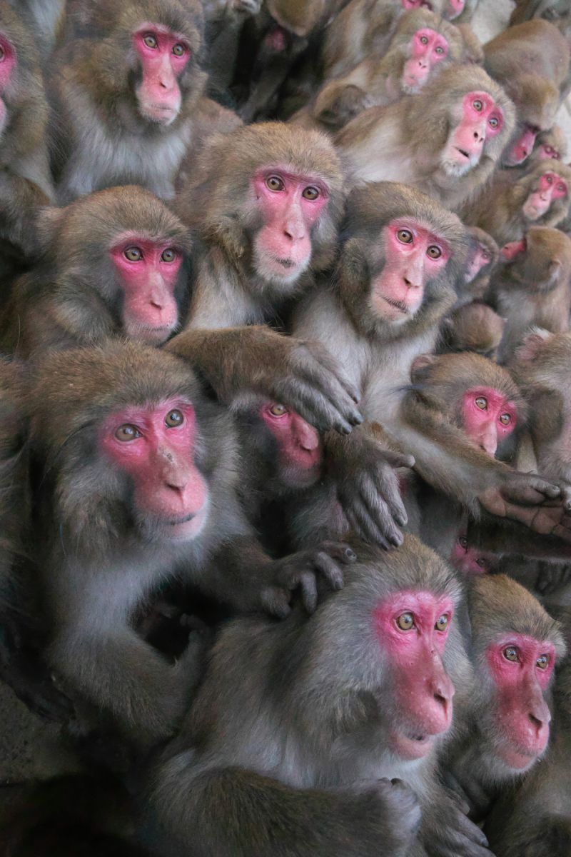 Moinkey's Group | GANREF