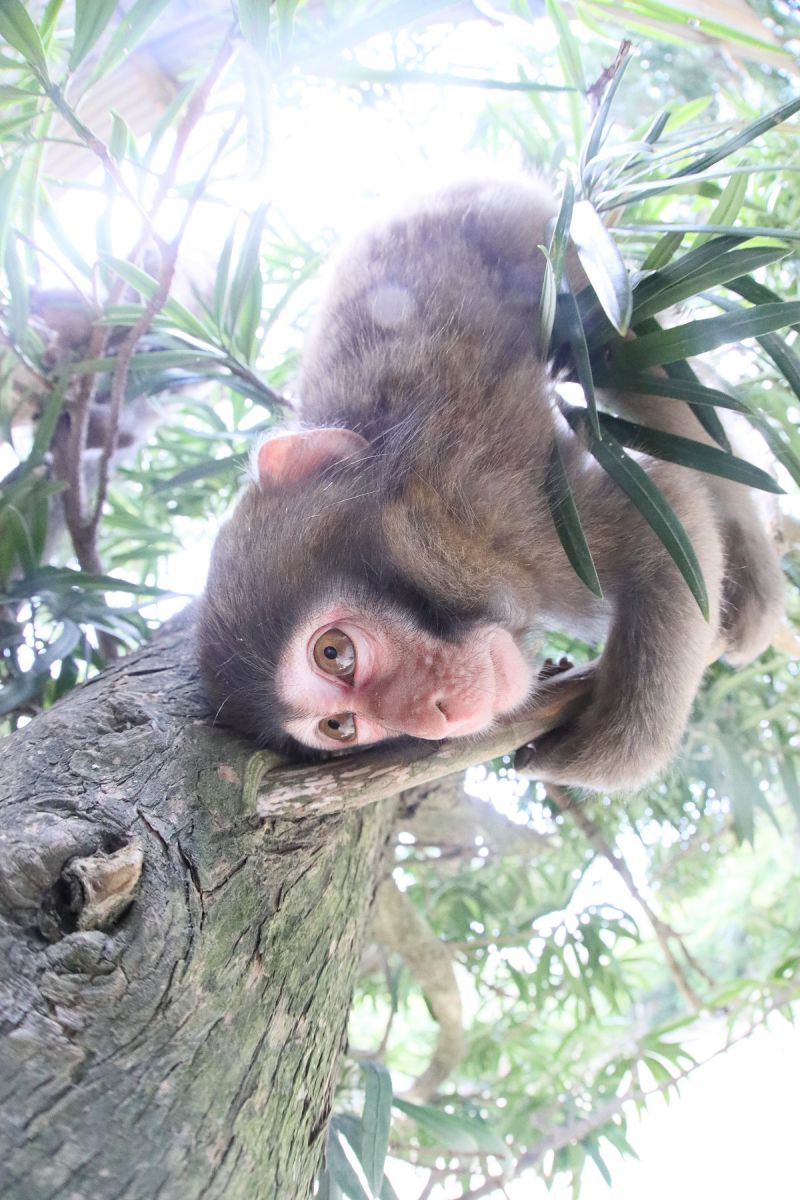 Fish Eye Baby | GANREF