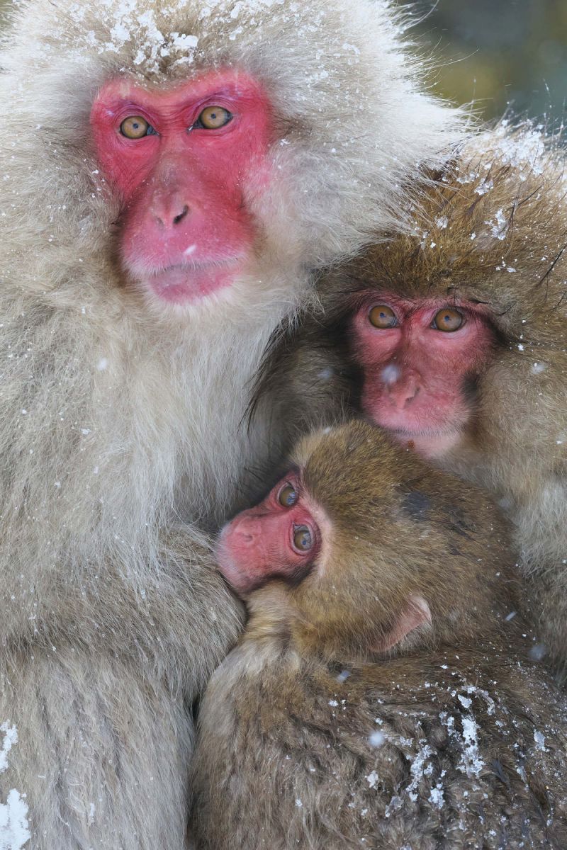 Snow Monkey Family | GANREF