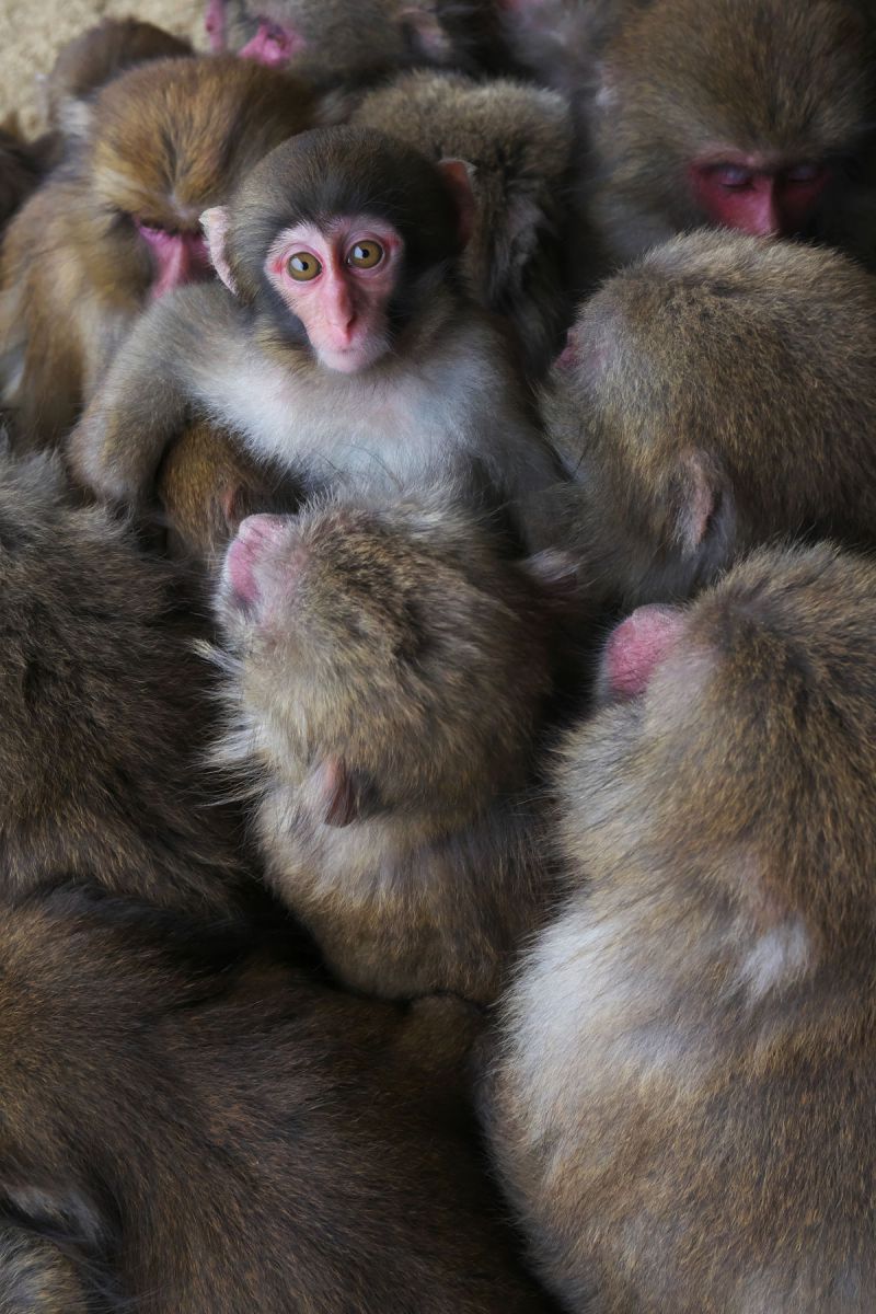 Little King | GANREF