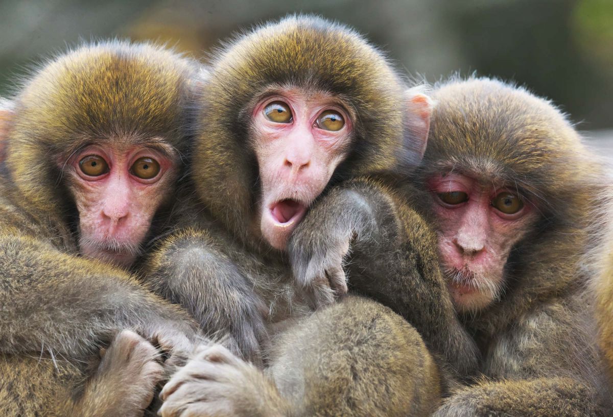 Little Rascals | GANREF