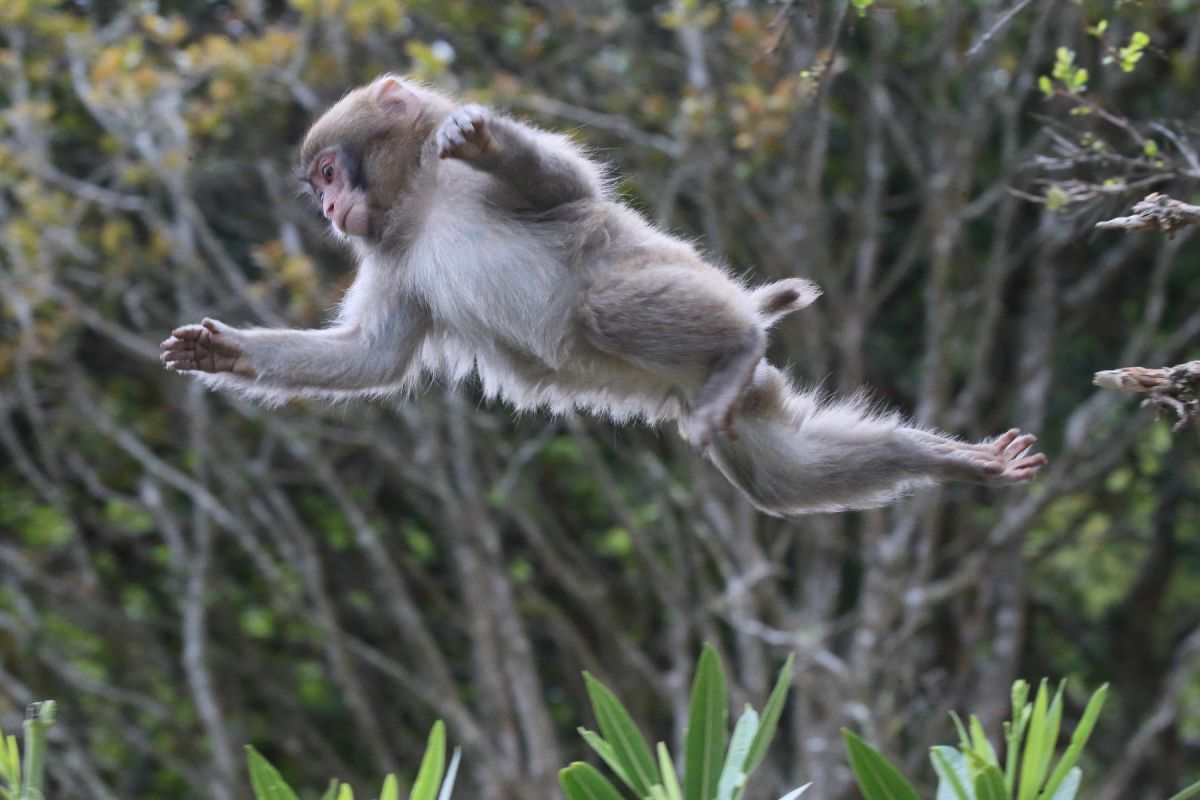 Jumping child | GANREF