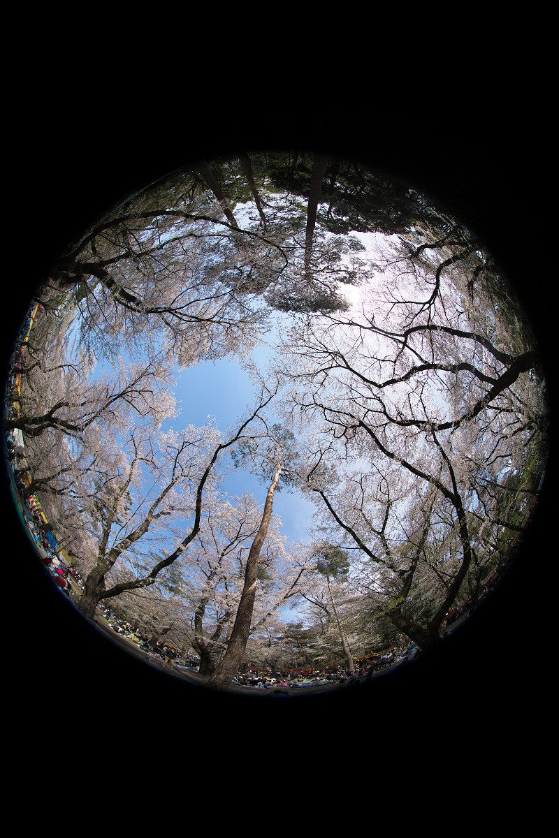 Cherry-blossom viewing | GANREF